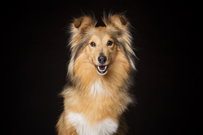 Hembra Sable Sunny Shelties